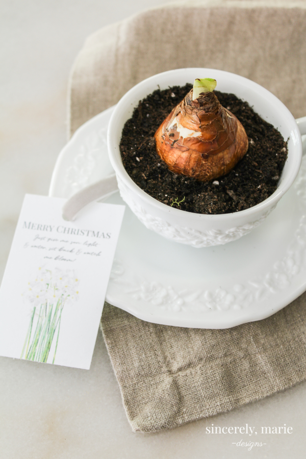 Potted Paper Whites with Printable Gift Tags - Sincerely, Marie Designs