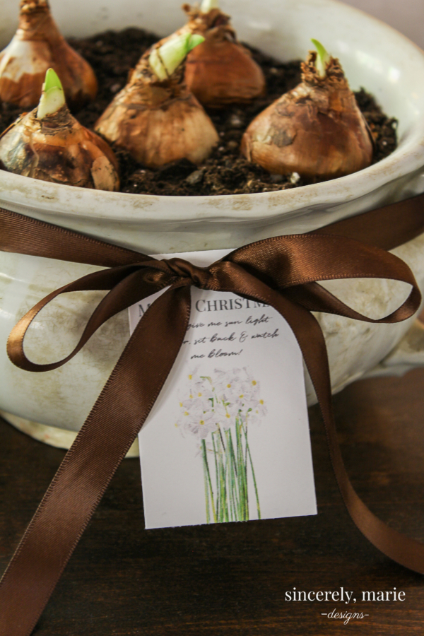 Potted Paper Whites with Printable Gift Tags - Sincerely, Marie Designs