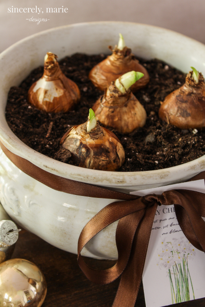 Potted Paper Whites with Printable Gift Tags - Sincerely, Marie Designs