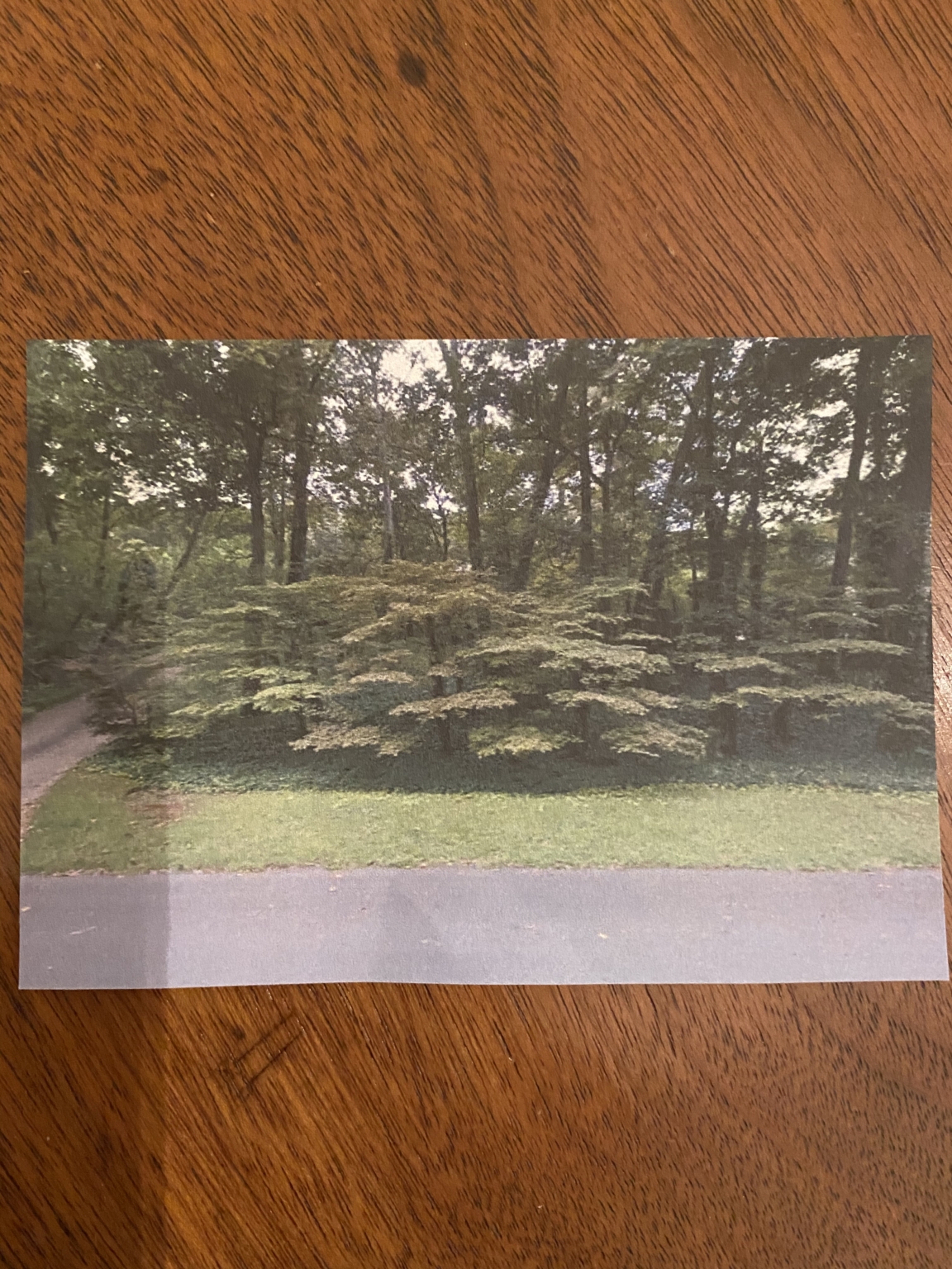 Creating Our Home’s First Landscaped Area - Sincerely, Marie Designs