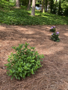 Creating Our Home’s First Landscaped Area - Sincerely, Marie Designs