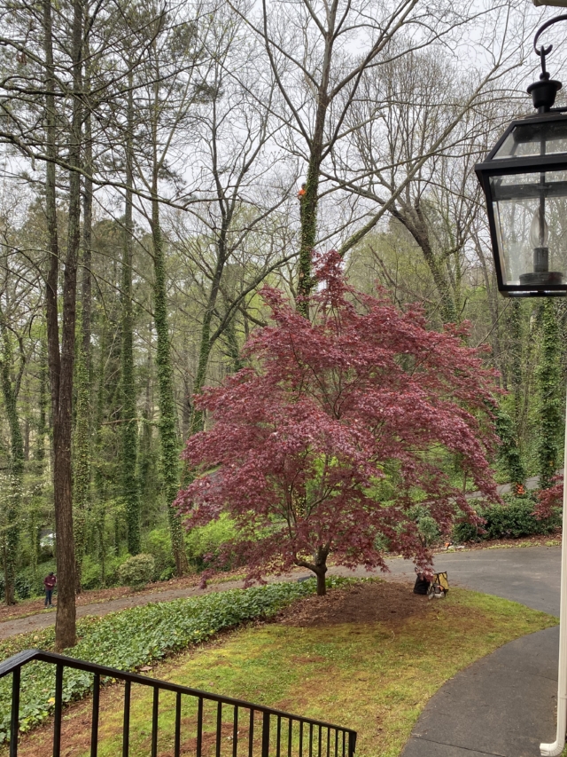 Creating Our Home’s First Landscaped Area - Sincerely, Marie Designs