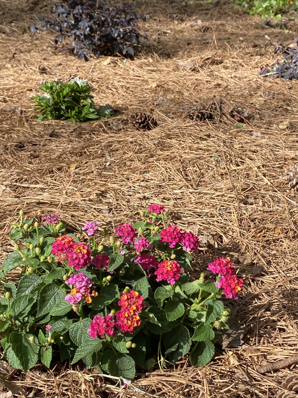 Creating Our Home’s First Landscaped Area - Sincerely, Marie Designs