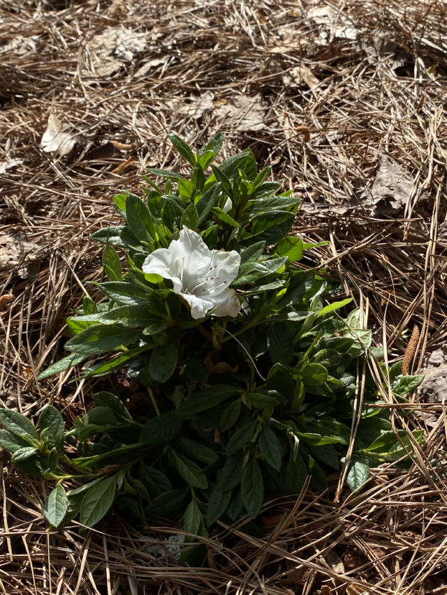 Creating Our Home’s First Landscaped Area - Sincerely, Marie Designs